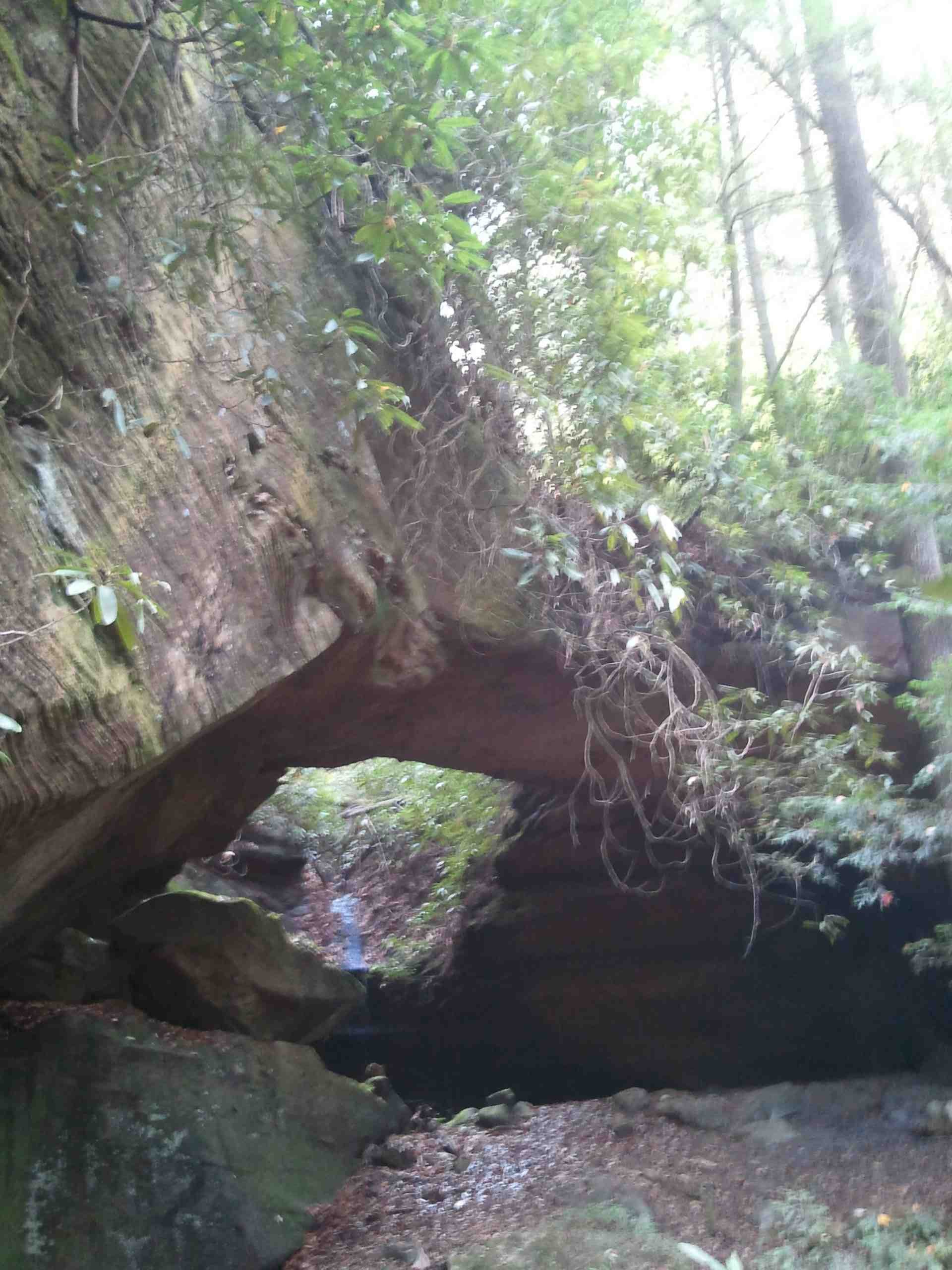 Red Byrd Arch (3.2 miles- unmarked) | to Red River Gorge.com